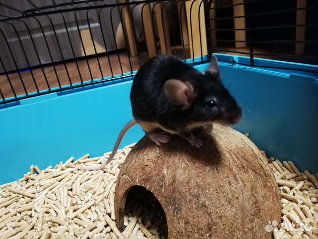 Мышь Сатиновая с клеткой