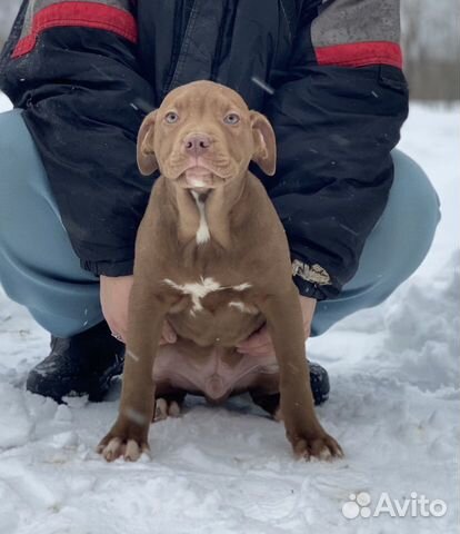 Питбуль кобель