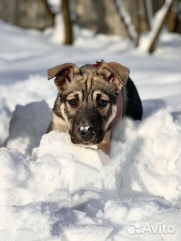Отдам в добрые руки