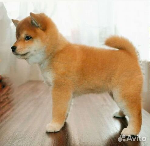 Сиба ину щенки