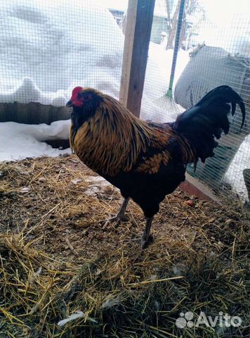 Породистые петухи, продажа или обмен