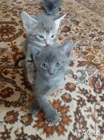 Котята в ответственные руки