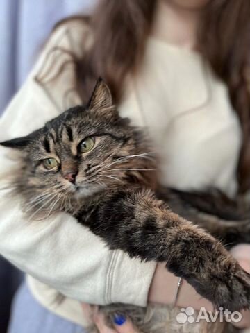 Пушистая ласковая киса в дар