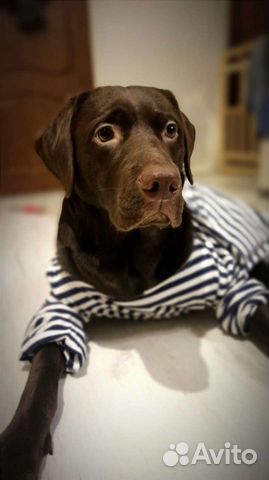 Кобель лабрадора вязка