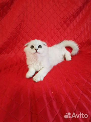 Серебристые красотки