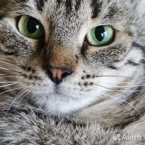Кошка Маша ищет дом