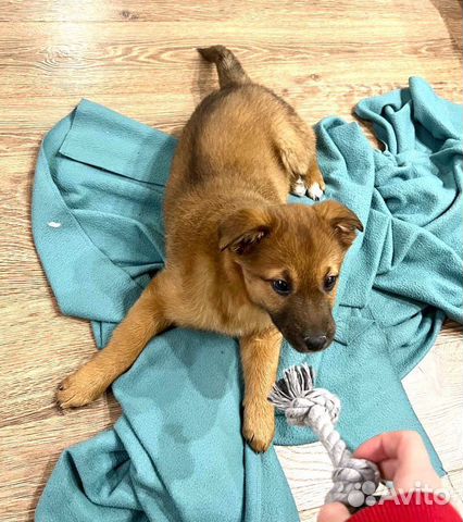 Щенок-девочка