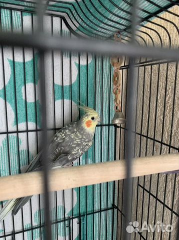 Попугай карелла