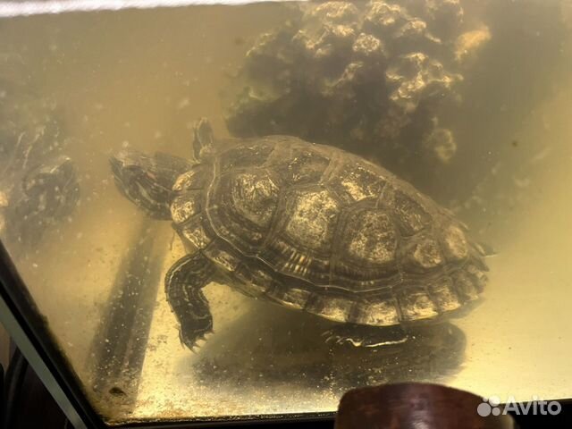 Черепаха