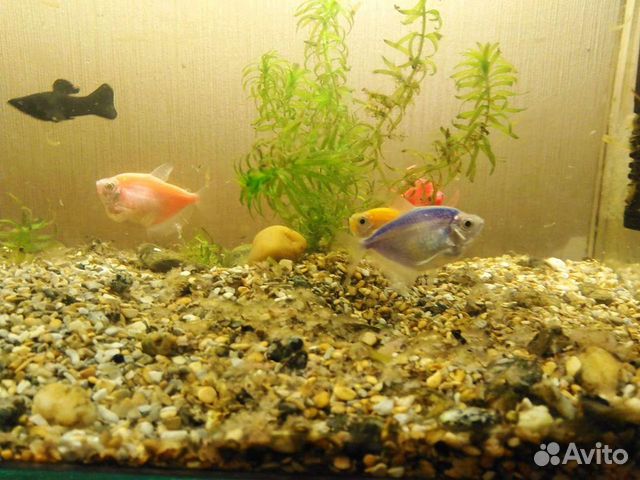 Аквариум с рыбками 28 л