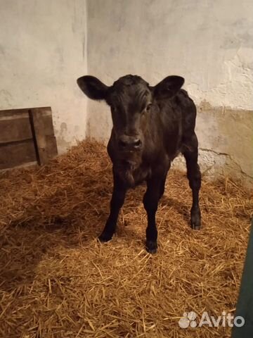 Телята телочки