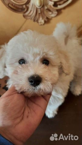 Щенки бишон фризе