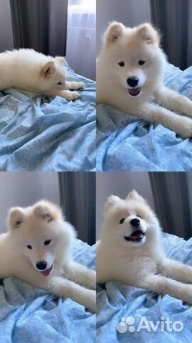 Самоедская лайка 9 месяцев