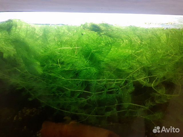 Роголистник, ампулярии