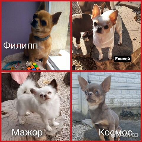 Чихуахуа вязка жених