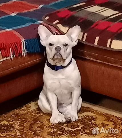 Подрощенная крем француженка 10 месяцев