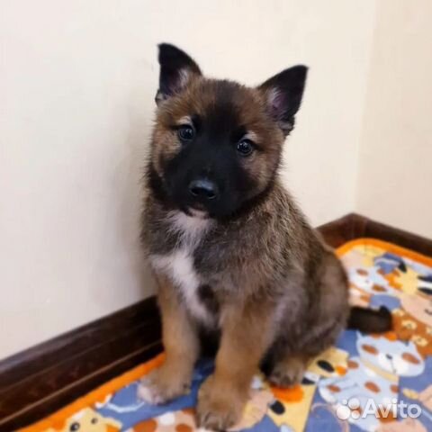 Мальчишка в дар