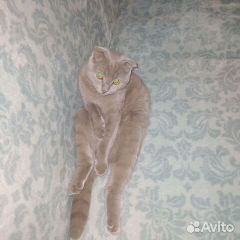 Кошка британская вислоухая