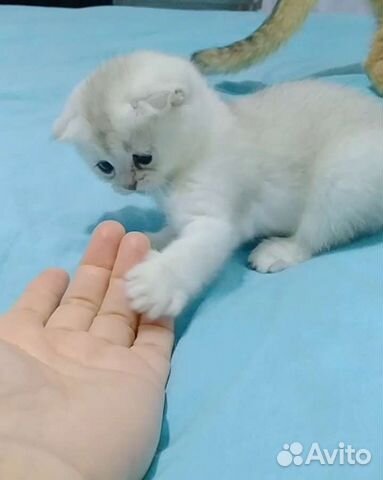 Котята шотландские