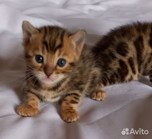 Бенгальские котята
