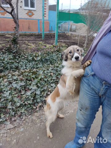 Ищет дом не крупная Собачка Бэлла