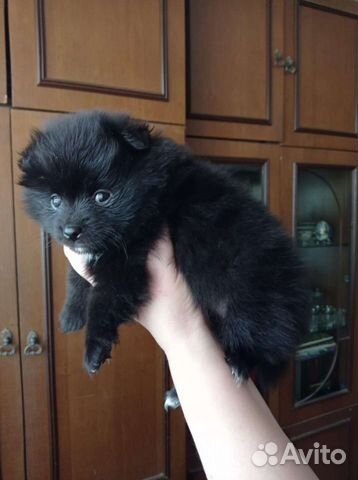 Щенки малого немецкого шпица