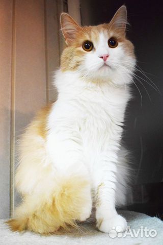 Кот Лёня 1,5 года
