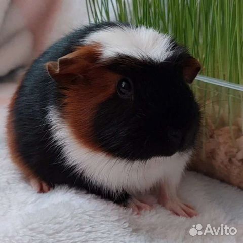 Морские свинки Из Питомника
