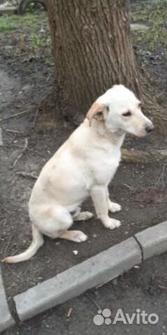 Пёсик Генри-месяцев 6- добрым людям