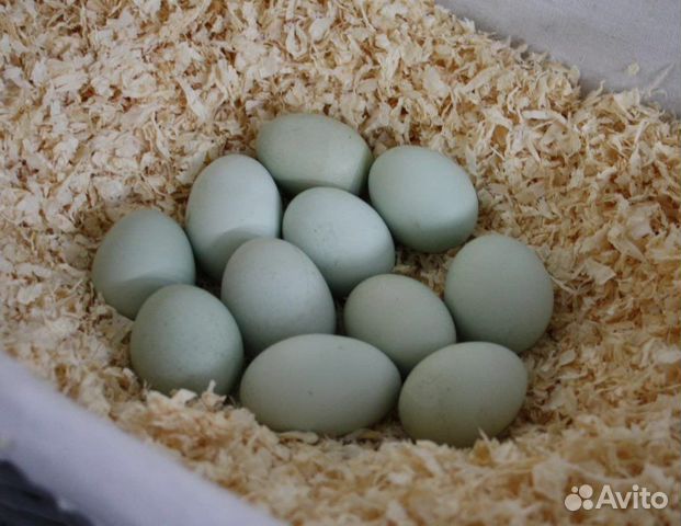 Инкубационные яйца кур