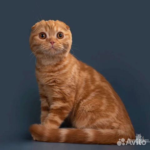 Вислоухая мраморная девочка