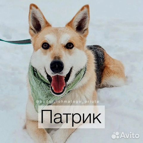 Патрик, жертва живодеров, отдам в хорошие руки