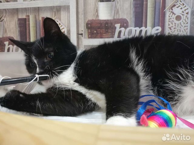 Котик в добрые руки