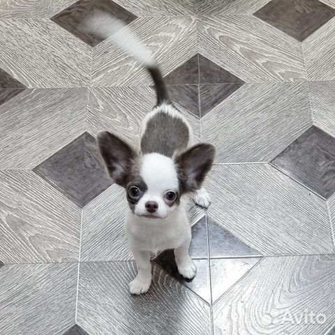 Чихуахуа мини мальчик