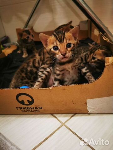 Бенгальские котята девочки