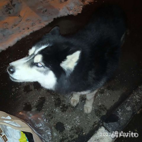 Сибирский хаски,потеряшка