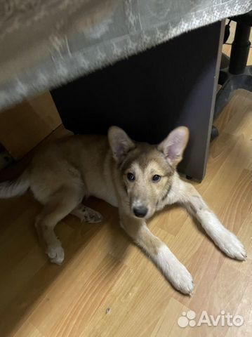 Эльза ищет любящих хозяев