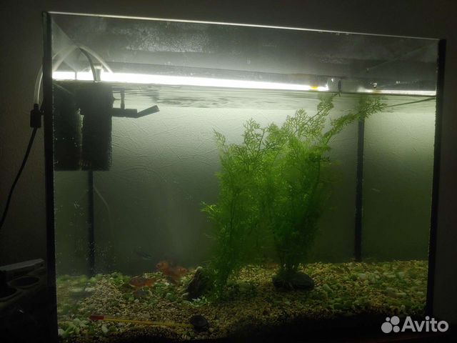 Рыбки (неоны, сомики, серпасы) с аквариумом 50л, ф