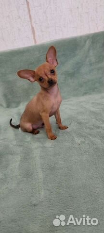 Мальчик мини тоя