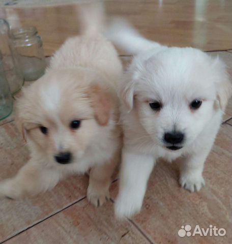 Собаки щенки спаниель и шпиц