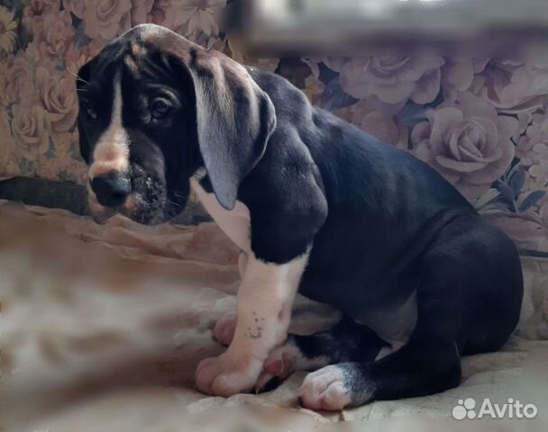 Немецкий дог