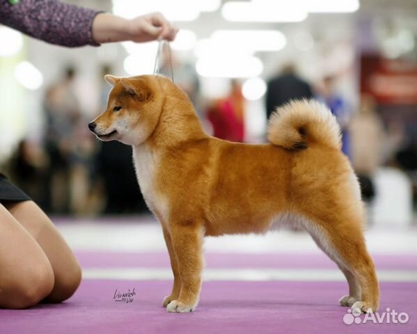 Щенки Сиба Ину