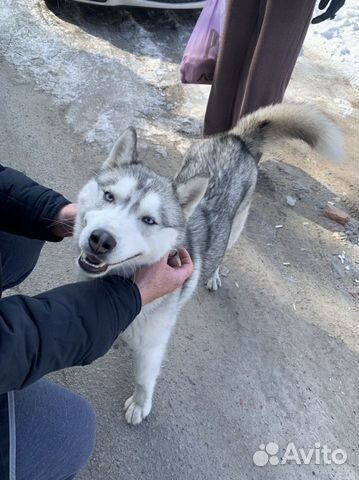 Найдена собака Ворошиловский район, ул. Елецкая