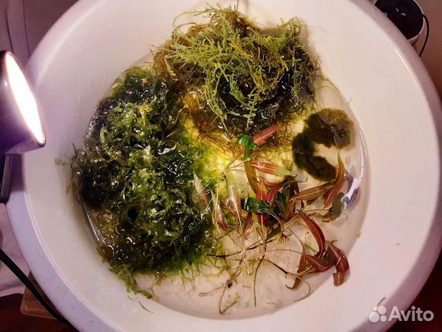 Аквариумные растения (прополка)