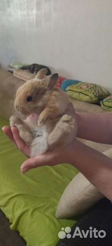 Декоративные кролики