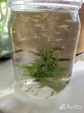 Мальки гуппи