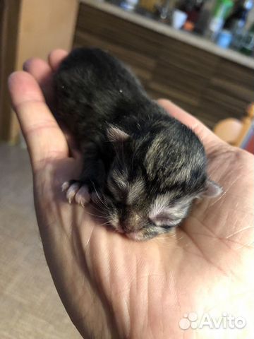 Котята в добрые руки бесплатно