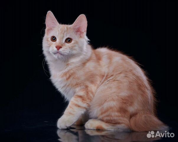 Породистые котята курильского бобтейла