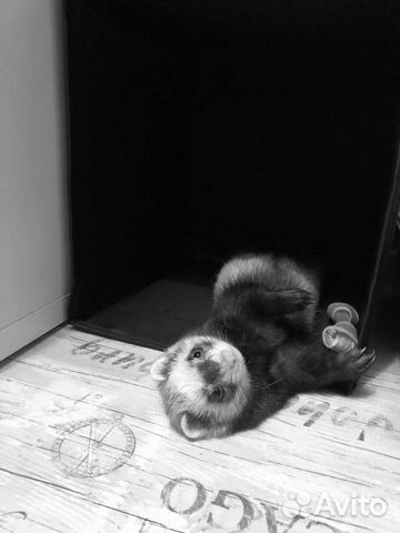 Вязка хорька