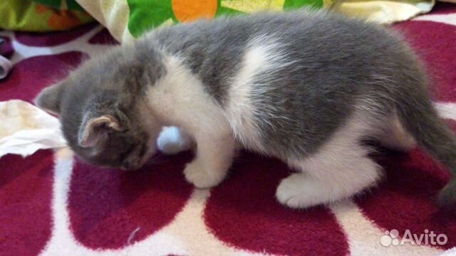 Милый котенок от Шотландской вислоухой кошки